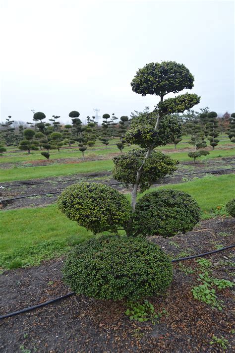 Cloud Pruned Trees Gallery Valley Plants