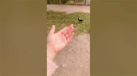 کالے کاں ماہیا Youtube