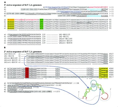Nucleotide Sequence Cdna Alignment Of 5 A And 3 Extra B