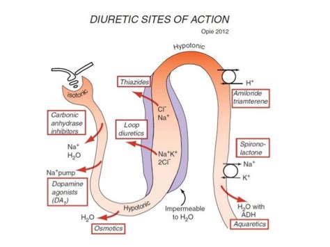 Diuretics Dr Renuka Joshi Mddnb Fnb