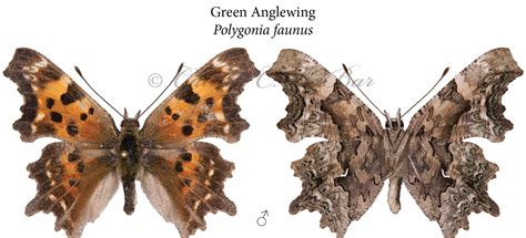 Northwest Butterflies Species Profile Polygonia Anglewings Northwest Butterflies Species Profile Polygonia Anglewings