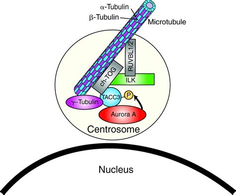 Integrin Linked Kinase Essential Roles In Physiology And Cancer Biology Journal Of Cell