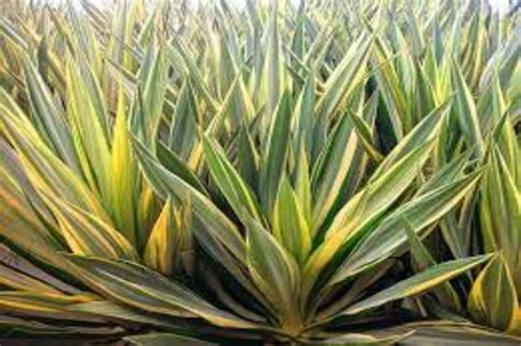 Yucca Filamentosa ‘colour Guard