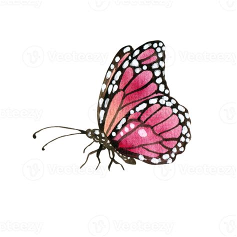 Watercolor Pink Butterfly 28178755 Png