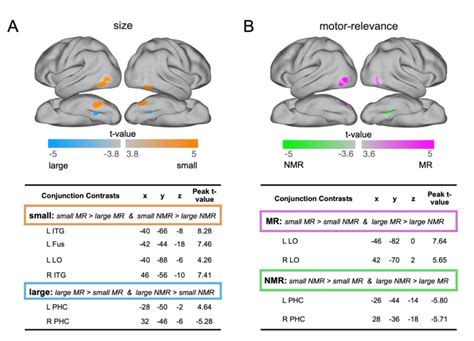 Whole Brain Random Effects Conjunction Analysis A Size Conjunction