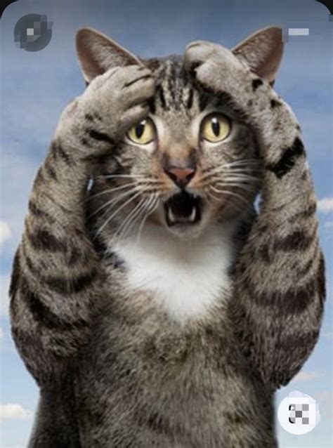 Create Meme Cats Funny Cats Cat In Shock Pictures Meme
