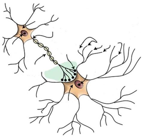 3 A Schematic Drawing Of Two Connected Neurons 2 Download Scientific Diagram