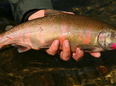 Pacific Salmon Wild Salmon Center
