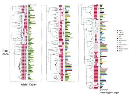 Figure Supplement 1 Estimated Cell Lineage Tree For All Alleles From