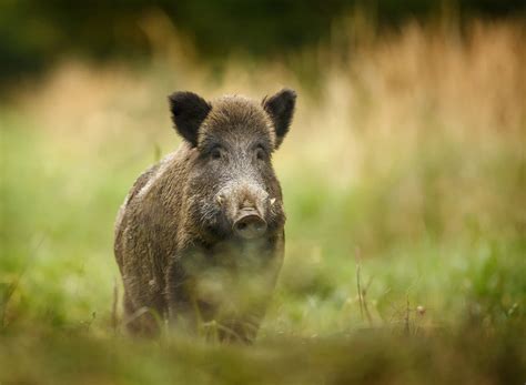 Wild Boar 2025 Incredible Facts Habitat Diet And More