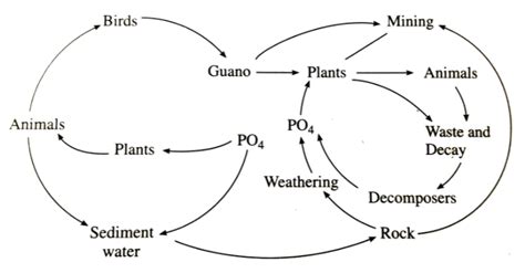 Represent The Phosphorus Cycle With A Word Diagram