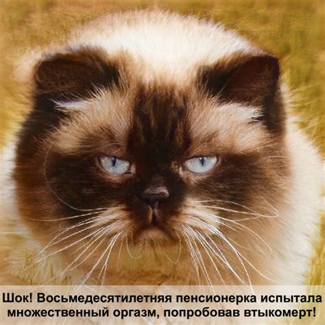 лежак для кошки на батарею — Postimages