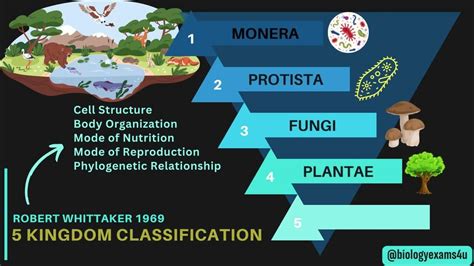 5 Kingdom Classification With Examples Whittaker An Overview