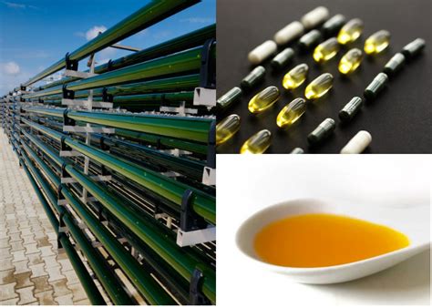 Algae Cultured Supply