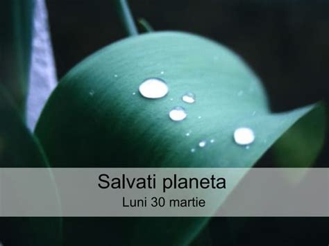 Copy Of Green Leaf Ppt