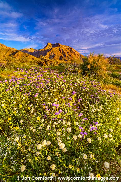 Anza Borrego Wildflower Sunrise 3 Photo Picture Print Cornforth Images