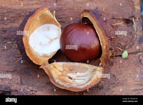 Capsule Fruit