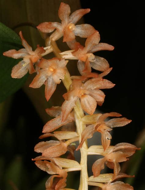 Dendrochilum Convallariiforme Orchidaceae