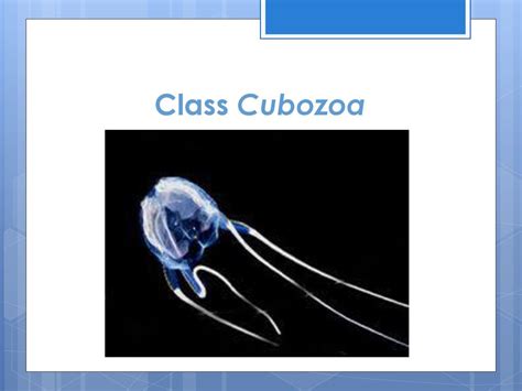 Phylum Porifera And Phylum Cnidaria Ppt Download