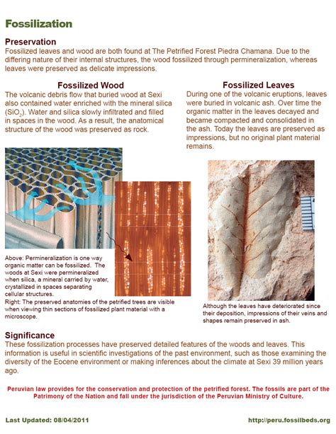 Fossilization Piedra Chamana Petrified Forest
