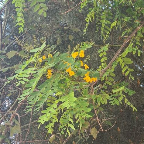 How To Grow Tipuana Tipu Earthone