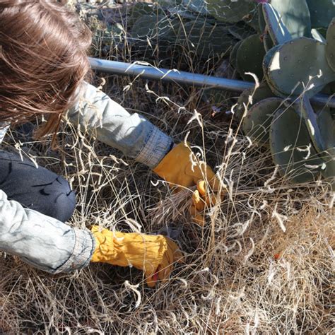 DIY PRUNING TOOLS AND TIPS
