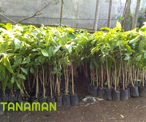 Jual Tabebuya Jual Bibit Tanaman