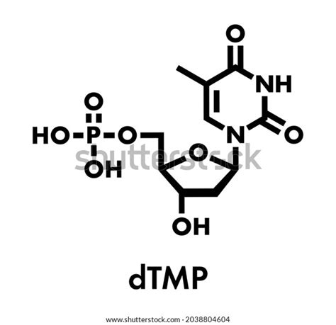 Thymidine Monophosphate Tmp Thymidylate Nucleotide Molecule Stock Vector Royalty Free