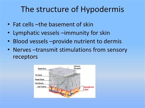Ppt The Integumentary System Powerpoint Presentation Free Download Id 2031967