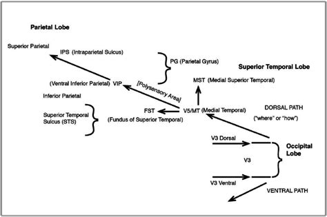 The Visual System Dorsal Pathway Download Scientific Diagram