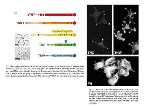 Фибронектин Figure 1 Fibronectin Primary Structure The