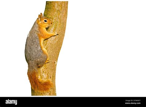 Bois De Gopher Banque De Photographies Et Dimages à Haute Résolution Alamy