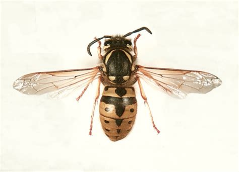 Queen Wasp Identification