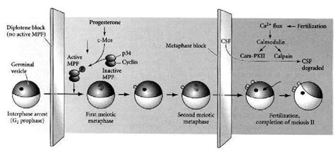 3 Oocyte Maturation In Xenopus Download Scientific Diagram