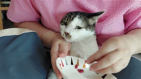 육회먹방 보고가실께요~~~😆🐱 Youtube