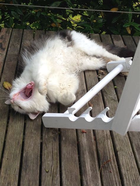 "The Life of Leopold"