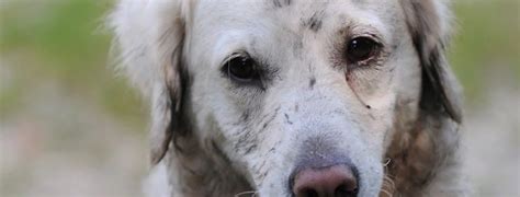 Die Häufigsten Hundekrankheiten Und Deren Behandlung Tierheilkunde