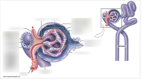 Urinary 3 Diagram Quizlet