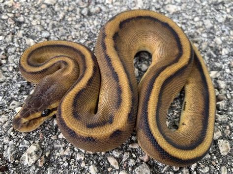 Super Stripe Female Ball Pythons For Sale