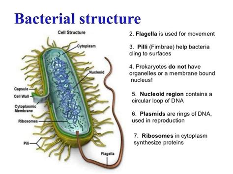 Bacteria