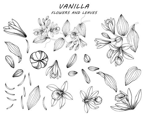 Vanilla Flower Svg Vanilla Svg Vanilla Clipart Vanilla Files For