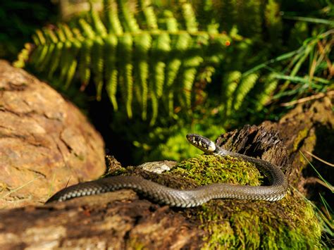 Ringelnatter Forum Für Naturfotografen