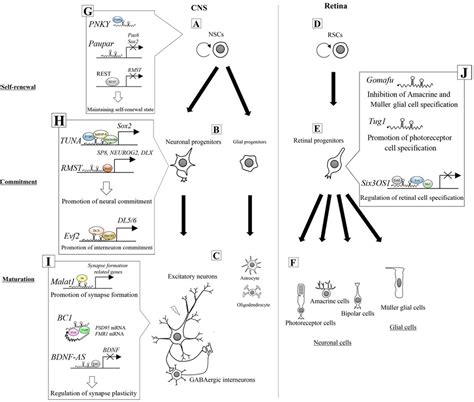 Regulatory Non Coding RNAs In Nervous System Development And Disease