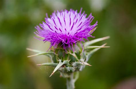 밀크씨슬 효능 부작용과 제품 추천
