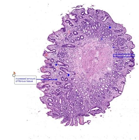 Histopathology Complete Digital Slides Set Systemic Wise Sorted