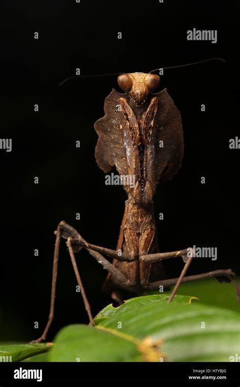 Malaysian Dead Leaf Mantis Deroplatys Desiccata Female Gunung Mulu