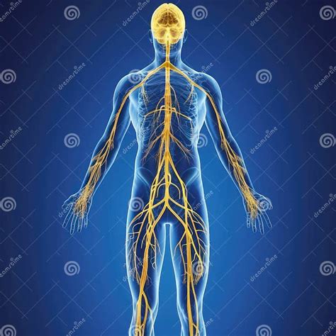 Neural Pathways Nervous System Delving Into The Pathways Of