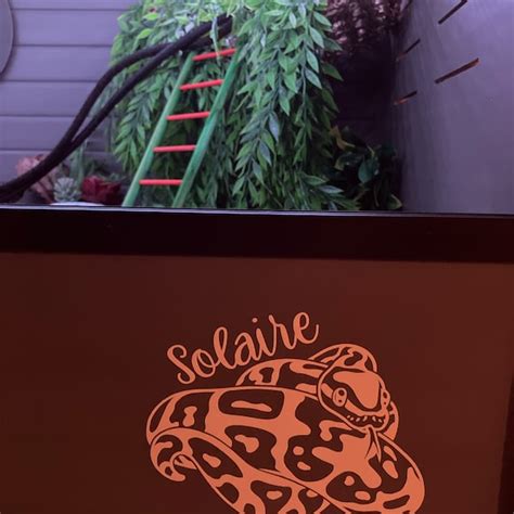 Ball Python Custom Name Decal Pied Ball Python Etsy