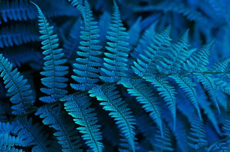 아름 다운 푸른 네온 고사리 닫아 꽃의 질감과 배경 패턴 고사리의 빛나는 푸른 단풍 창조적 인 이미지 질감이 있는 나뭇잎 2019년에 대한 스톡 사진 및 기타 이미지