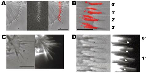 Imaging Actin Dynamics In Filopodia A And B Show A Caged Q Rhodamine